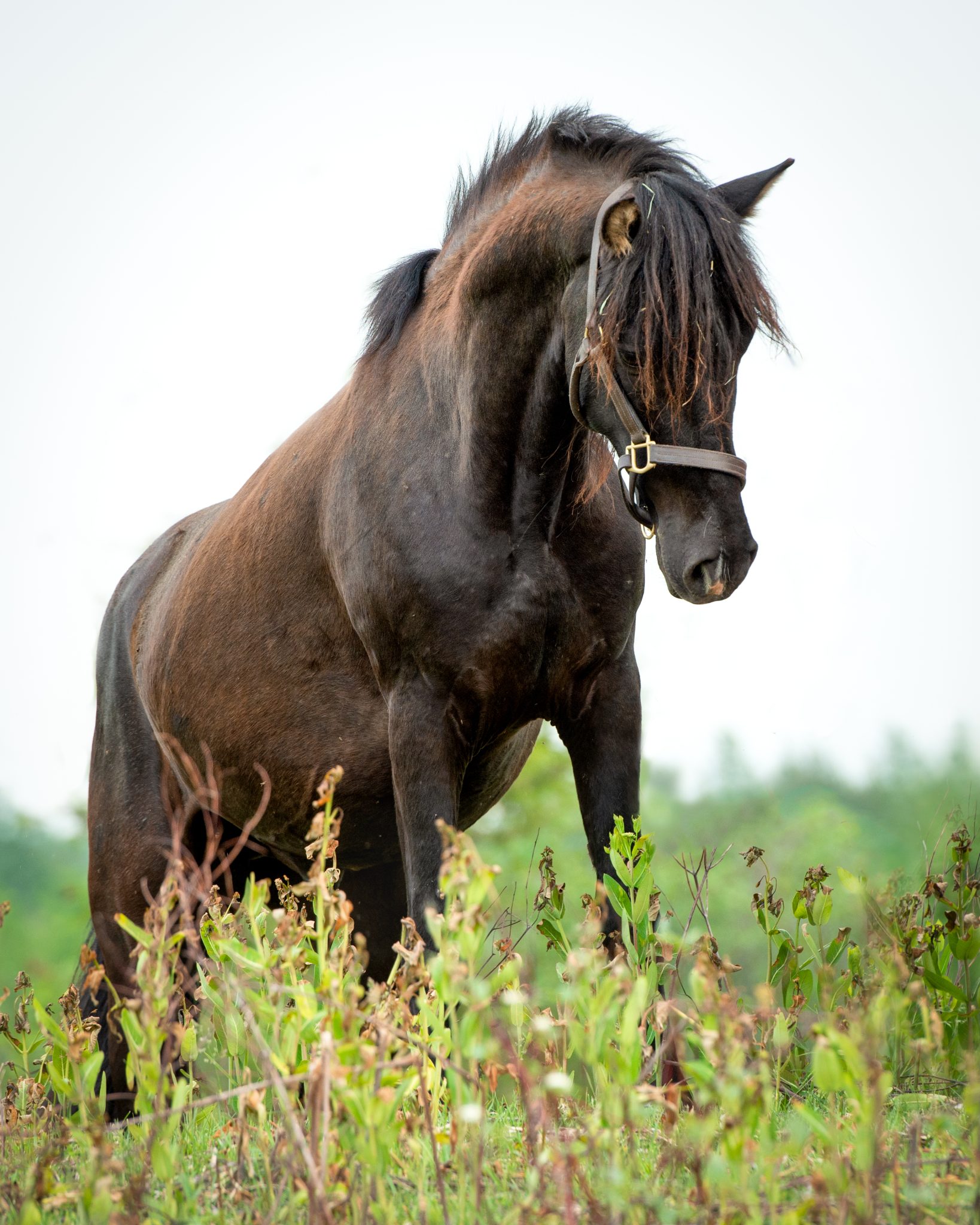 Mishdatim (Horse) Equine Assisted Learning - Mādahòkì Farm